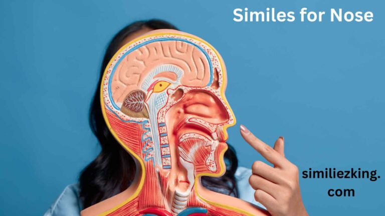 25+ Similes for Nose: Creative Ways to Describe the Nose